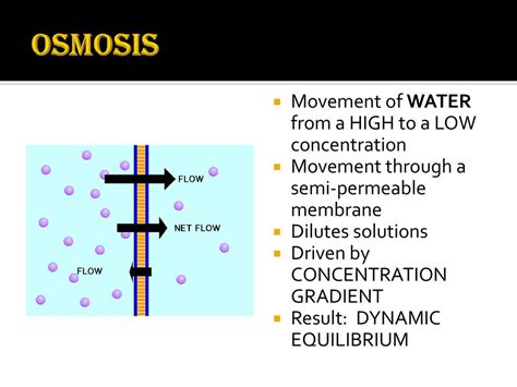 Cellular Transport Ppt Download