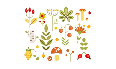 Premium Vector Collection Of Forest Design Elements Herbs Mushrooms