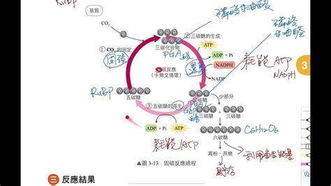高中選修生物ii3 2光合作用c Youtube