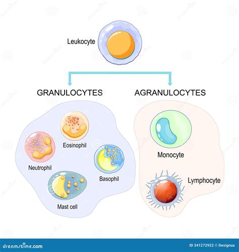 Neutrophil Granulocytes Cartoon Vector 68484785