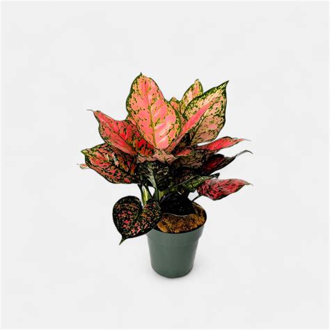 Buy Aglaonema Red Ruby Plant Online At Best Price
