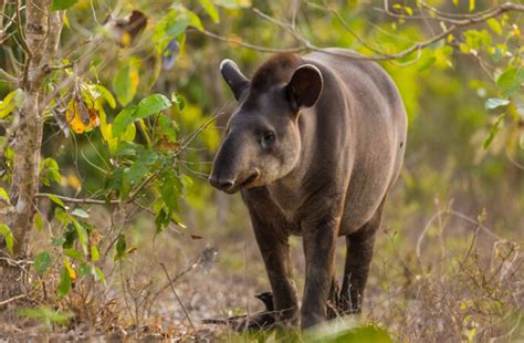 All About The Tapir Wild Expedition