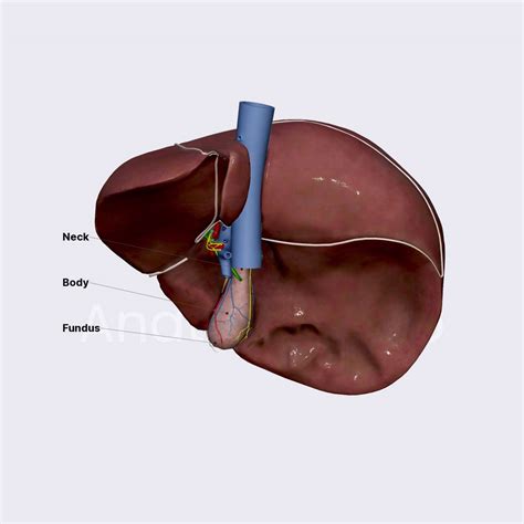 Gallbladder Model Labeled
