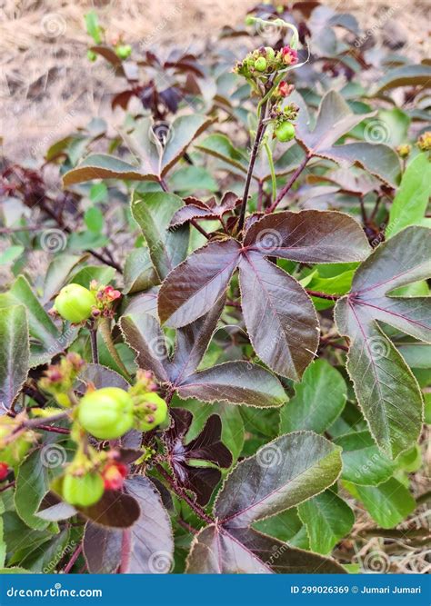 Jatropha Plant Is A Type Of Red Leaf Stock Image Image Of Forest