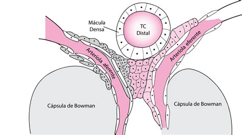 Macula Densa