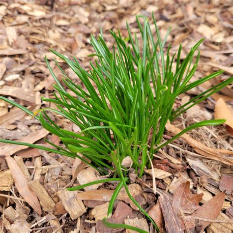 Grass Like Plant With Bulbs How To Grow And Care For Fountain Grass