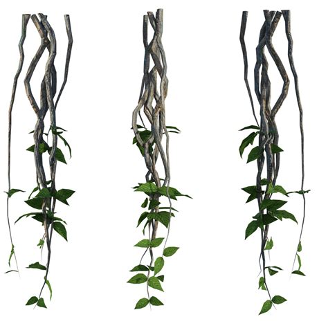 Explore 5 795 Free Jungle Vines Illustrations Download Now Pixabay