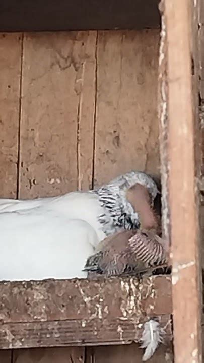 ️ 🕊️ Pingon Lovers High Flying Pingon 🕊️ ️ Youtube