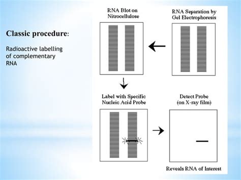 Probe Labelling And Hybridization Pptx Chemistry Science