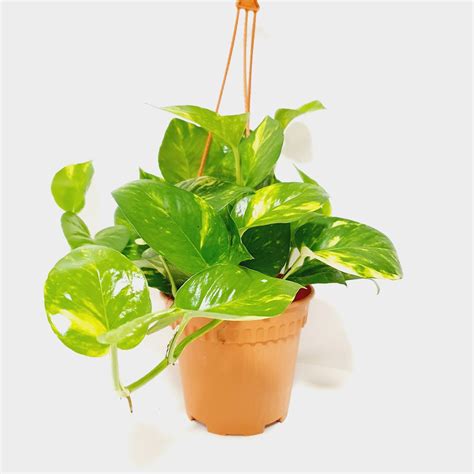 Pothos Golden Money Plant The Leafy Alley