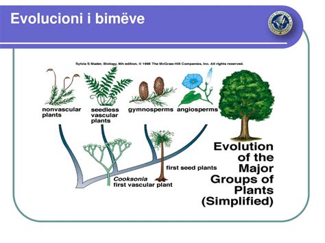 Ppt Sistematika E Bimëve Powerpoint Presentation Free Download Id 2059390