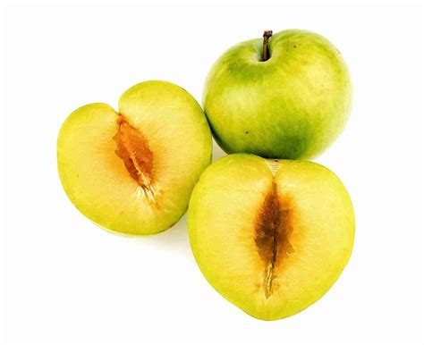 Dwarf Green Gage Plum Plantnet® Australia