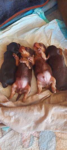 Mini Jorksyro Terjeriukai Skelbiult