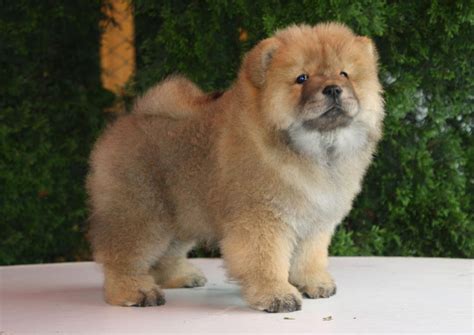 Wasyana Purebred Healthy Chow Chow Puppy For Sale