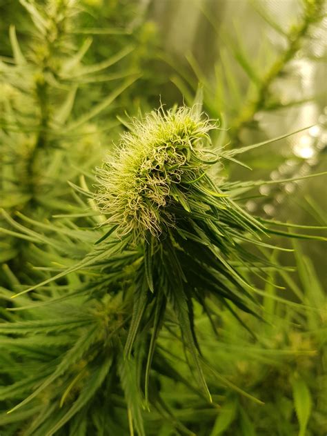 Flat Stem Mutation Grow Question By Peppawutz Growdiaries