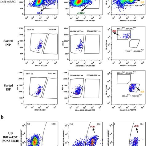 Purity Of Sorted Progenitors From Differentiated Mesc Cells The Top 3