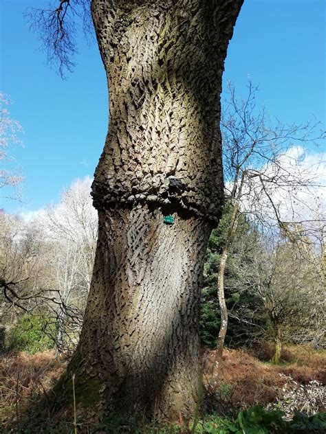 Narrow Leaved Ash Tortworth Arboretum