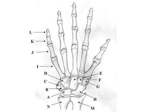 Appendicular Skeleton The Right Hand Quiz