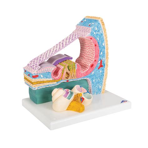 Organ Of Corti Model With Representation In Cochlea 1010005 3b