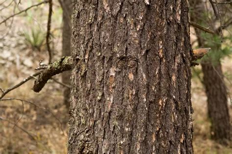 Pinus Strobiformis Conifer Border Pine Chihuahua White Pine