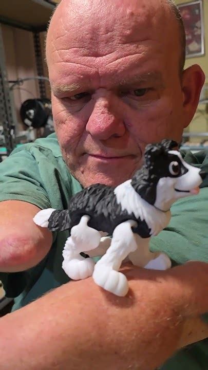 Bordie Collies Are Here Youtube