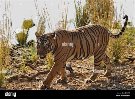 Wild Bengal Tiger Panthera Tigris Tigris Walking At Their Natural