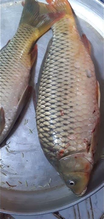 سمك البني Youtube