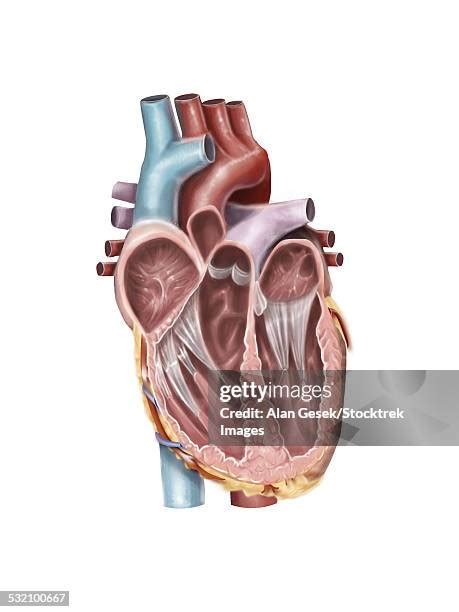 Interventricular Septum