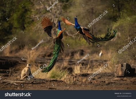 Peacock Fight Photos Images And Pictures Shutterstock