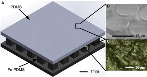 Figure 1 From Magnetic Field Switchable Dry Adhesives Semantic Scholar