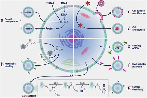 Exosome Modification Omics Analysis Service Mtoz Biolabs