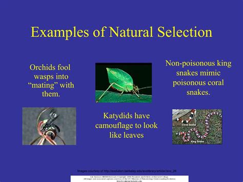 Ppt Evolution In A Nutshell Powerpoint Presentation Free Download