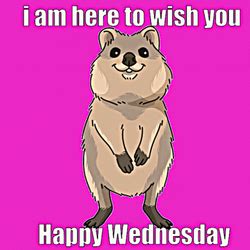 Cute Happy Wednesday Snoopy  616×500 Cute Happy Wednesday