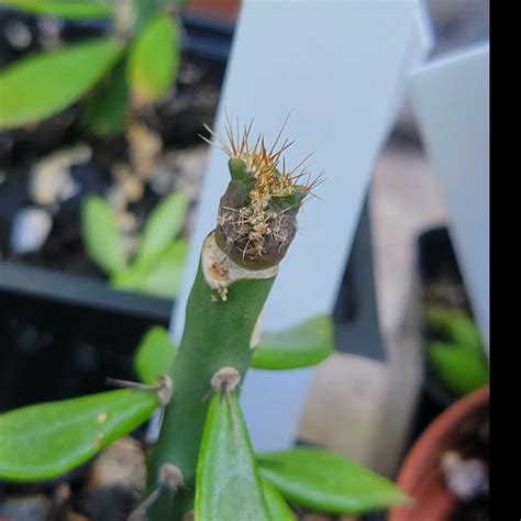 Tpc × Ogun Rmutantcactus