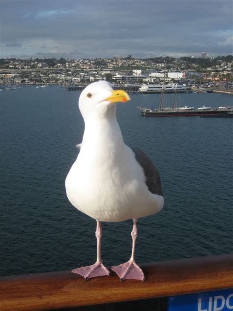 Seagull Funny Quotes Quotesgram