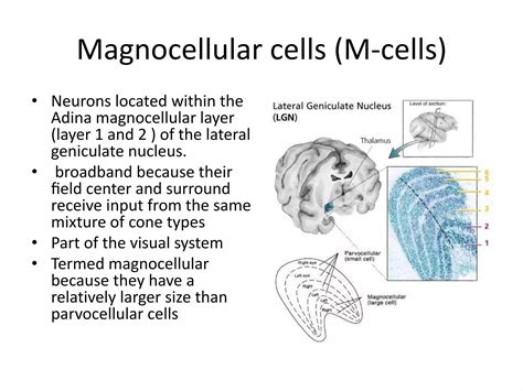 Magnocellular And Parvocellular Pathways1pptx