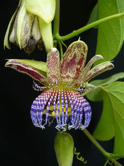 A Close Up Of A Flower On A Plant