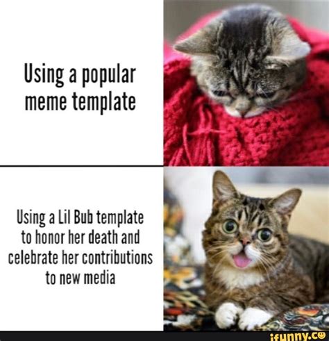 Lil Bub Meme