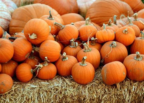 100 Pumpkin Patch Backgrounds