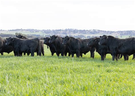Premium Angus Cattle Genetics Milwillah Breeding Program