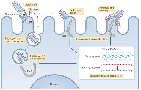 Respiratory Syncytial Virus Rsv A Pathogen That Will Hopefully Soon