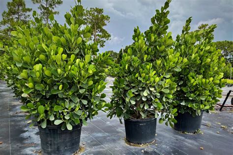 Plant List Plants And Trees 3d Landscape Nursery