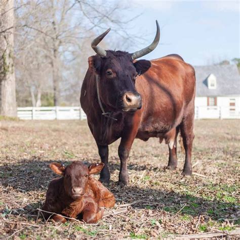 Rare Breed Oxen