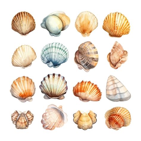 Clip Art Of Sea Shells 5914210 Clipart Library