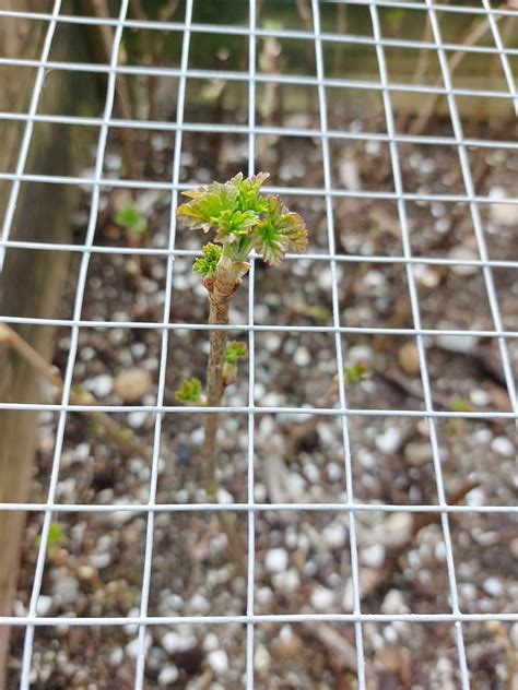 Last Summers Berry Bush Ribes Cuttings Coming Alive Rgardening