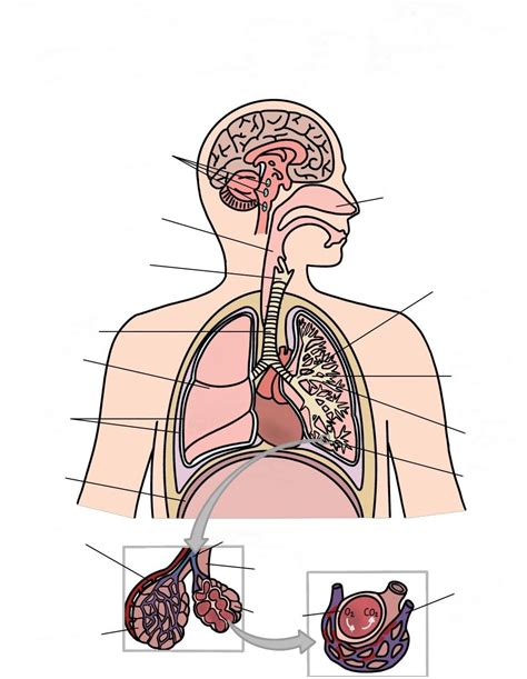 Respiratory System Artofit