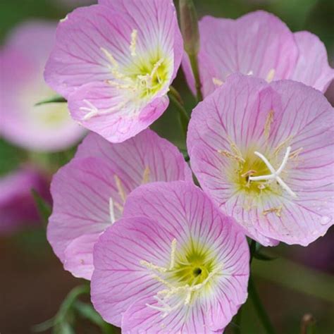 100 Pink Evening Primrose Seeds Welldales