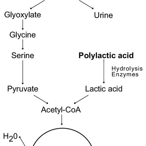 Biodegradation Of Pla And Pga Download Scientific Diagram