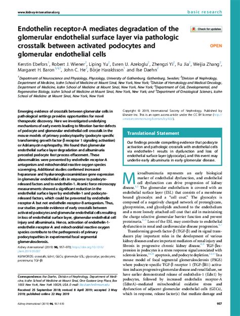 Pdf Endothelin Receptor A Mediates Degradation Of The Glomerular