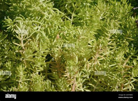 Texture Of A Bush Of A Green Plant Similar To Underwater Algae Stock